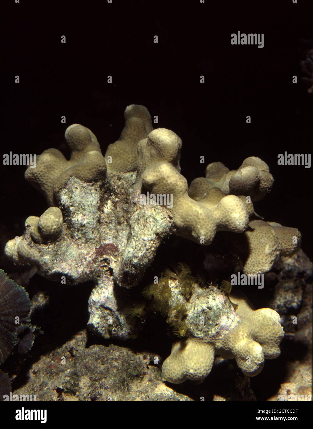 Porites porites, commonly known as hump coral or finger coral Stock ...