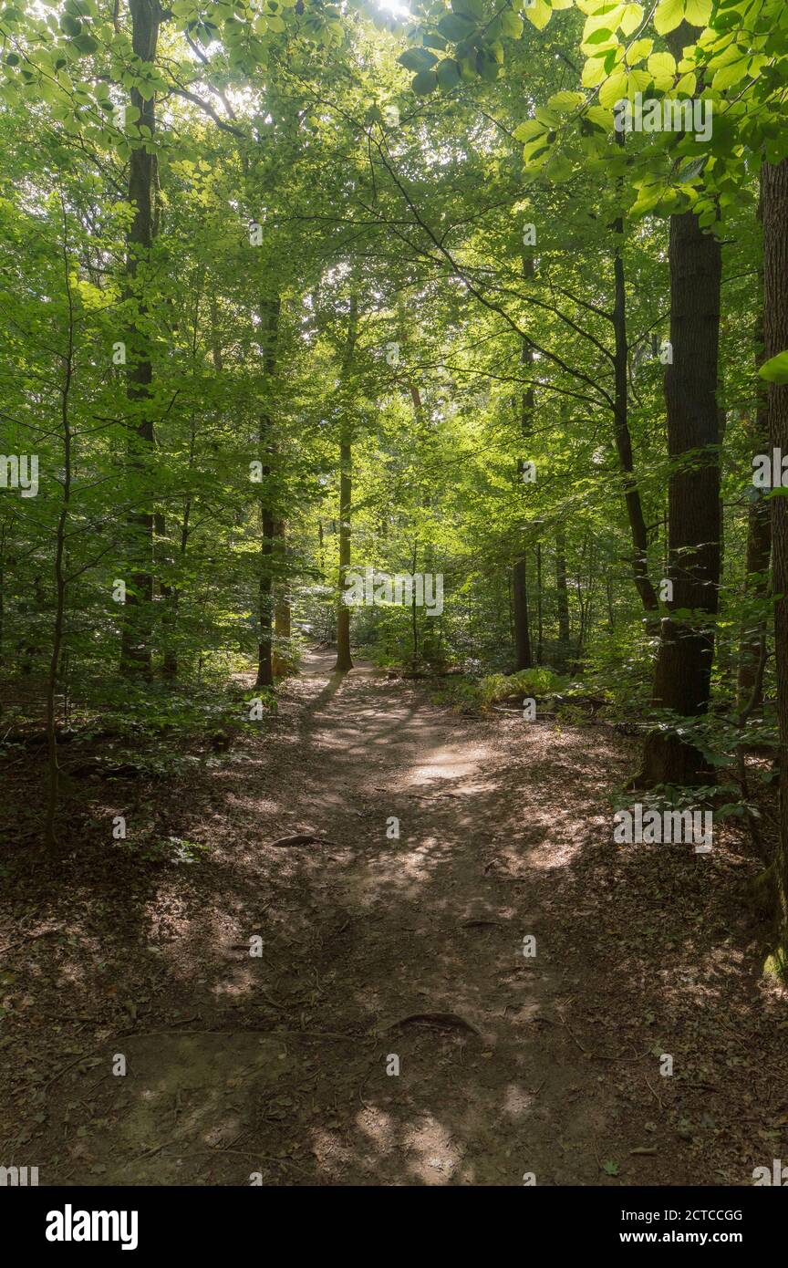 The forrest at Berg en Dal, The Netherlands Stock Photo - Alamy