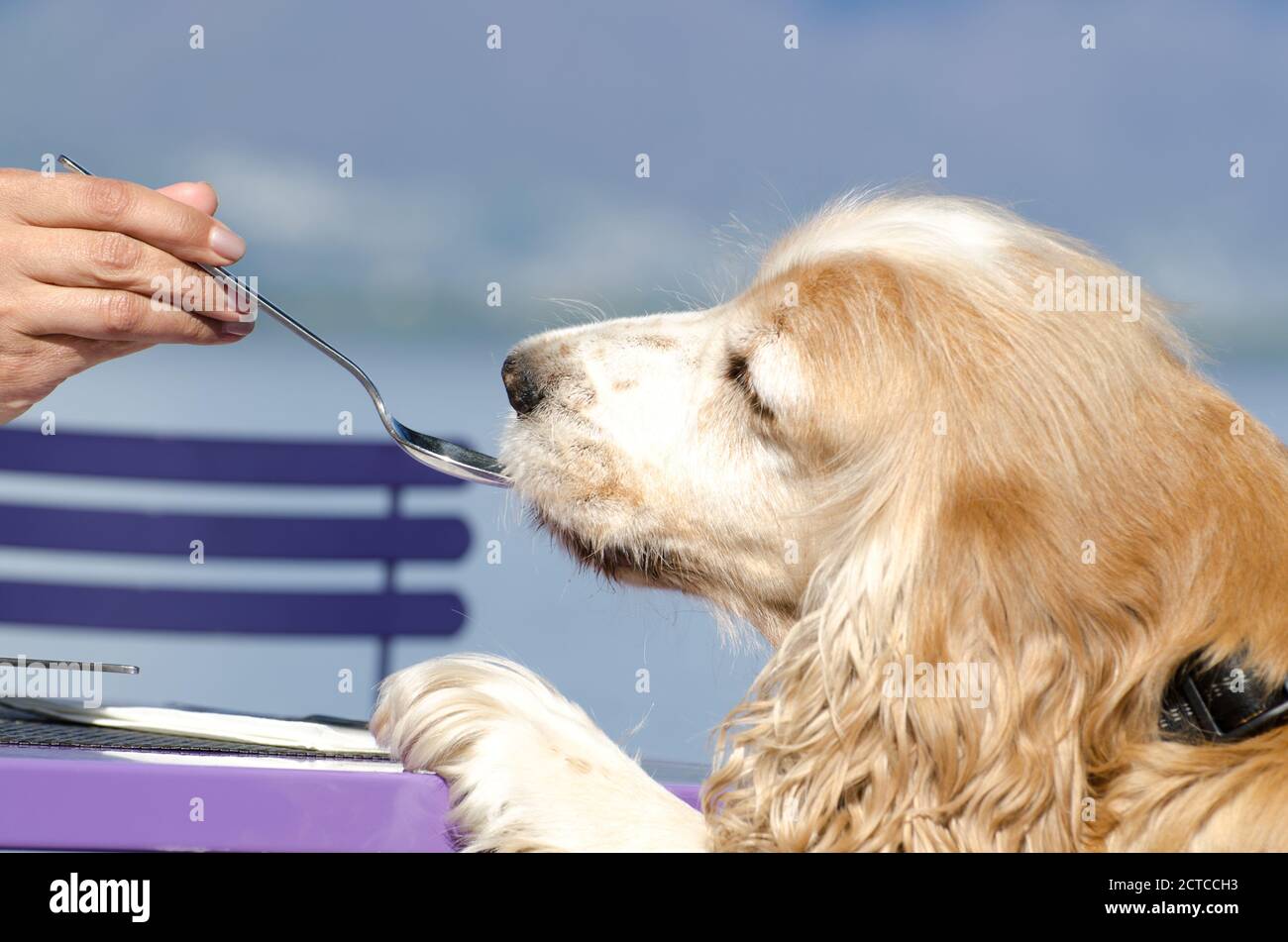 Cocker Spaniel Dog Eating From a Spoon Stock Photo - Alamy