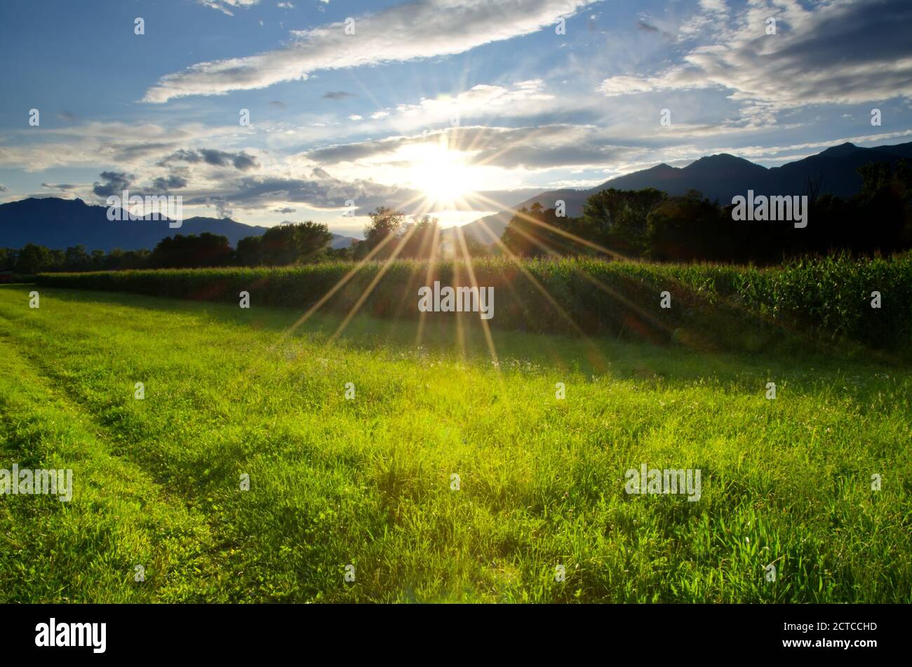 Corn Field with Sunbeam and Mountain in Switzerland Stock Photo - Alamy