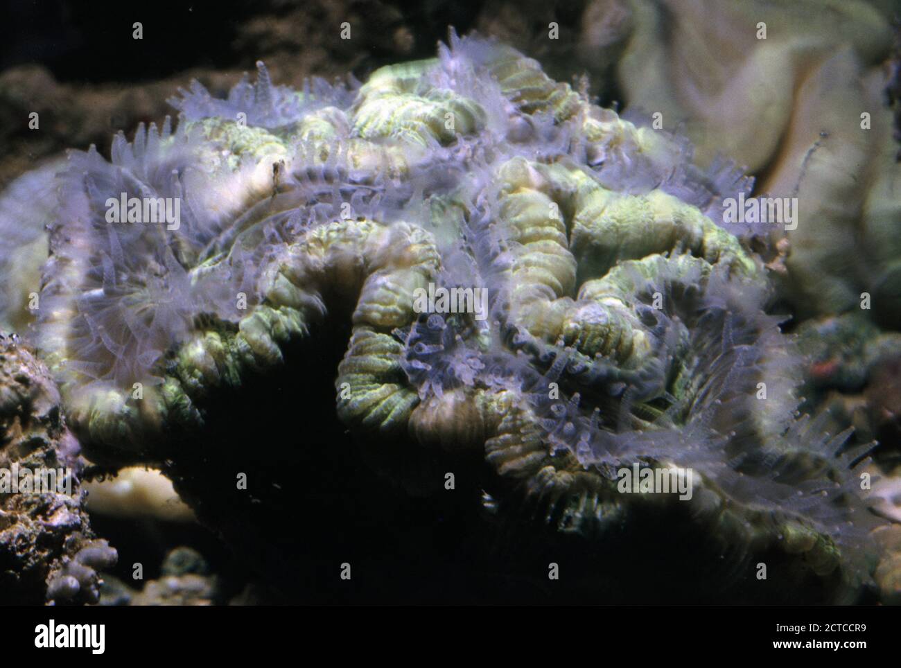 Open brain coral, Trachyphyllia geoffroyi, with expanded polyps during ...