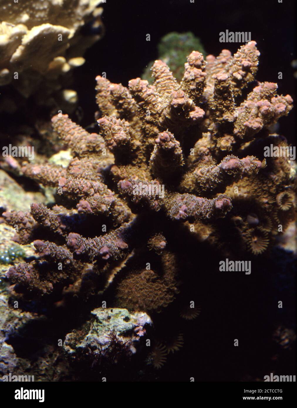 The acropora genus hi-res stock photography and images - Alamy