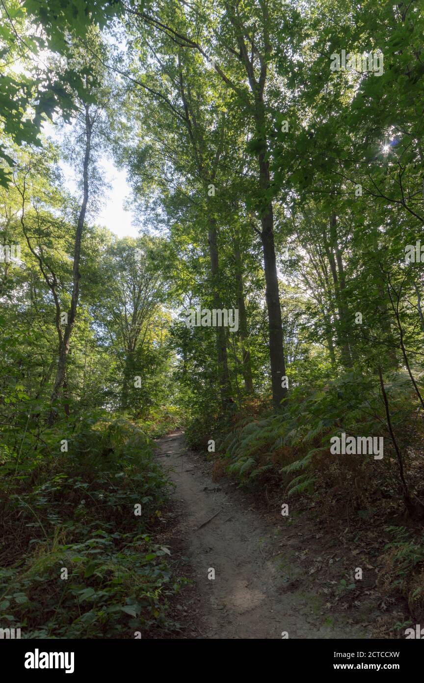 The forrest at Berg en Dal, The Netherlands Stock Photo - Alamy