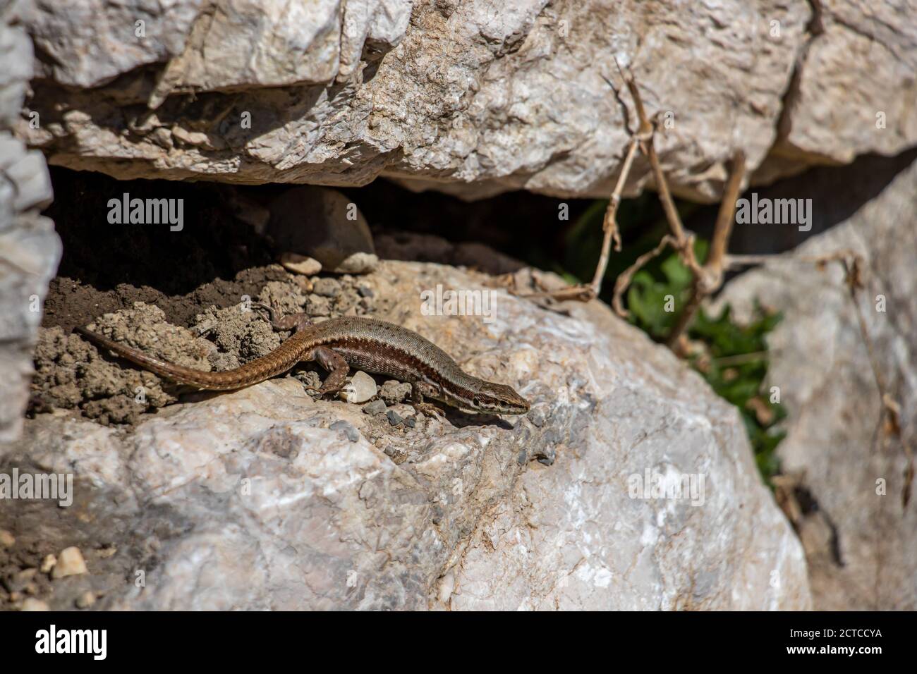 Lizard Claw High Resolution Stock Photography and Images - Alamy