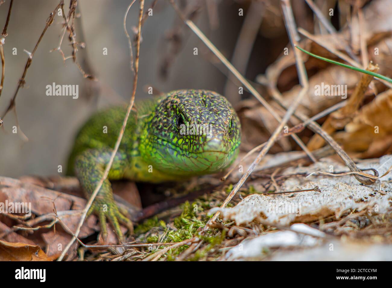European green lizard standing on rock, close up Stock Photo - Alamy