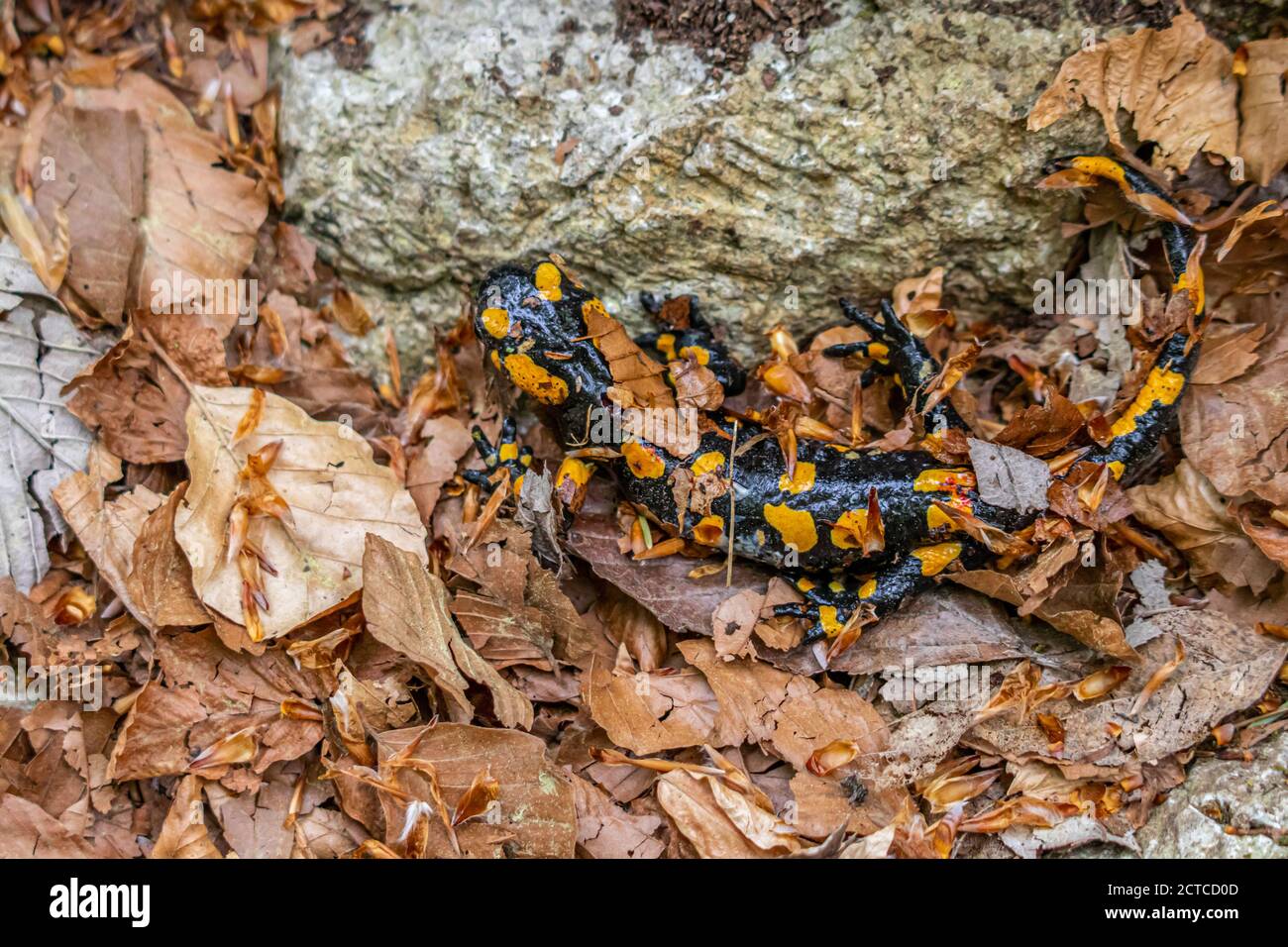Common fire salamander salamandra salamandra hi-res stock photography ...