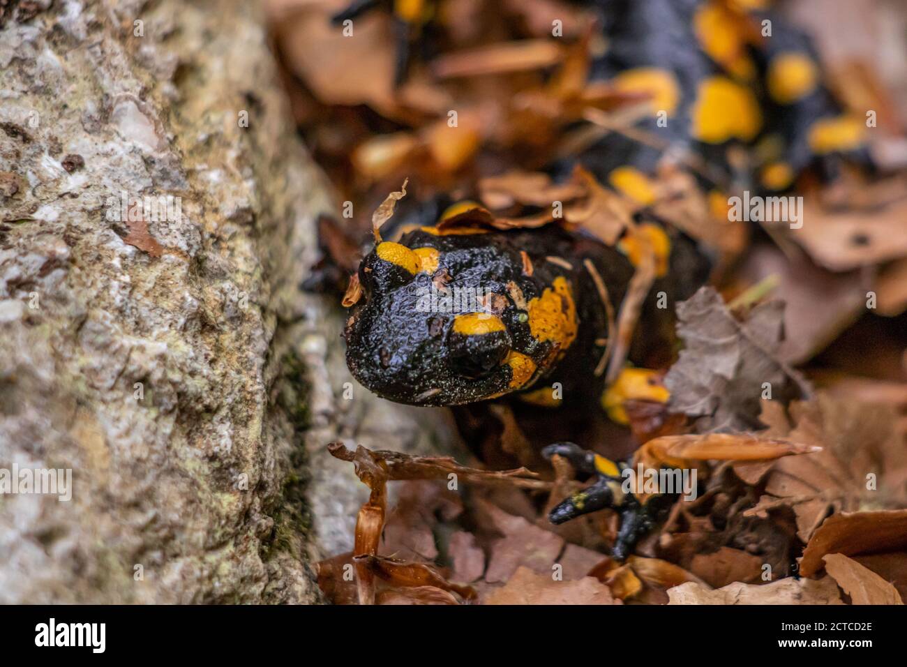 Common fire salamander salamandra salamandra hi-res stock photography ...