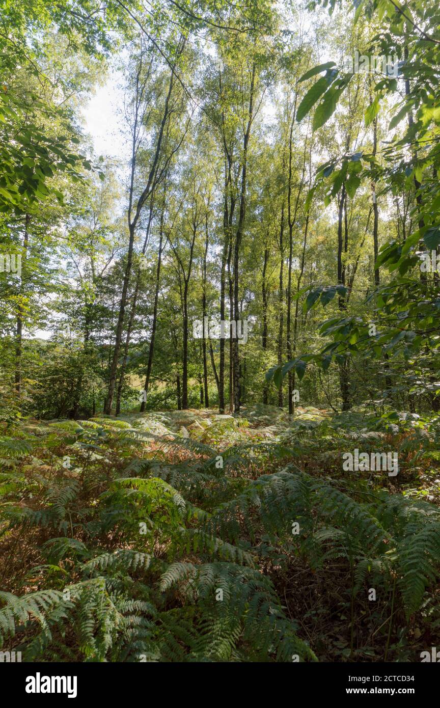 The forrest at Berg en Dal, The Netherlands Stock Photo - Alamy