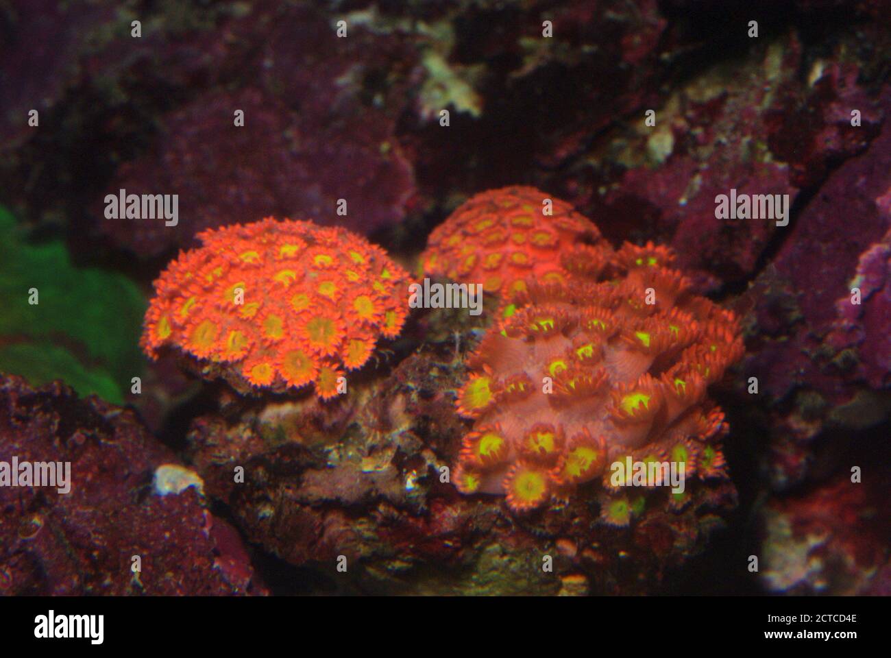 Sun coral, Tubastrea sp Stock Photo - Alamy