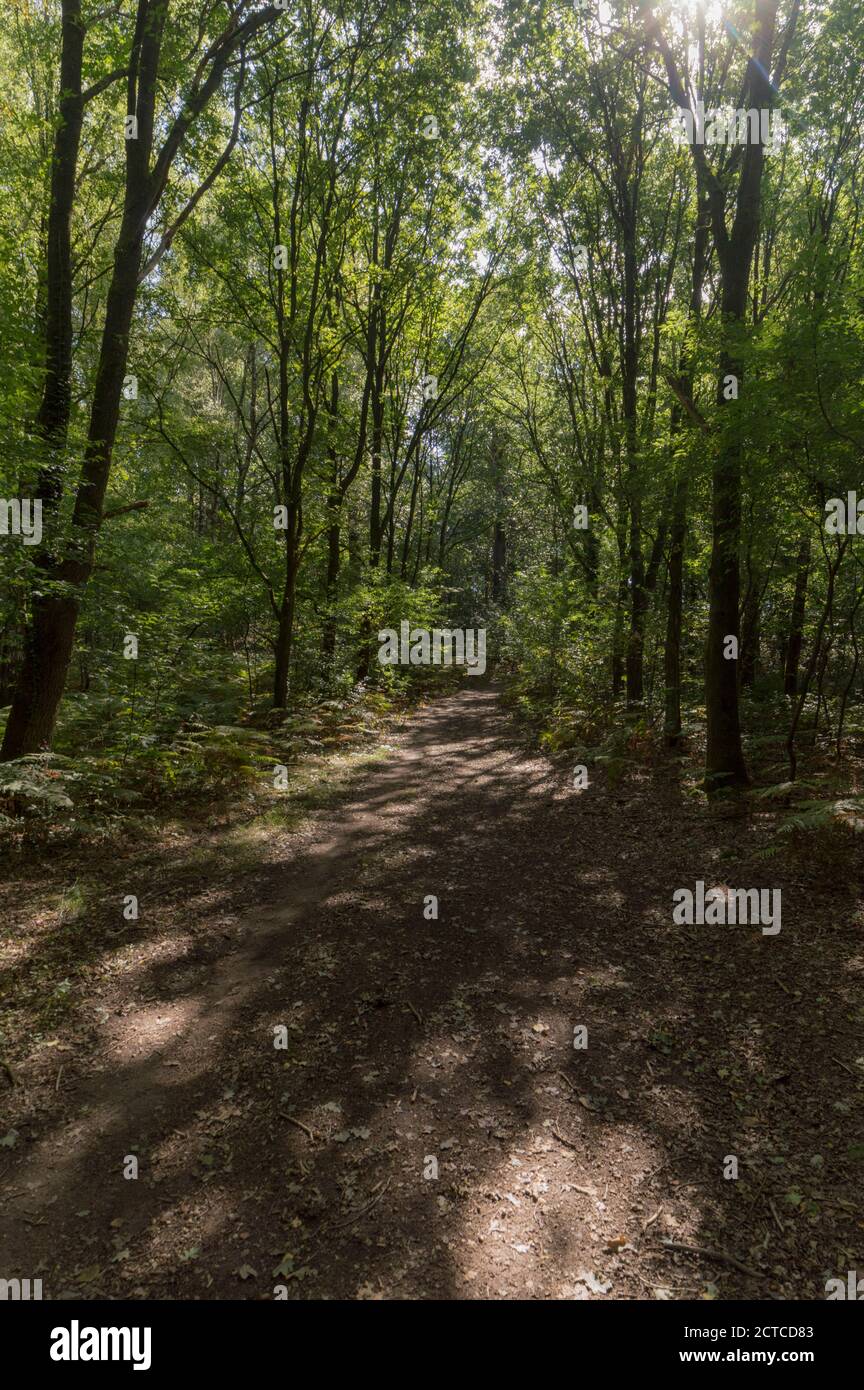 The forrest at Berg en Dal, The Netherlands Stock Photo - Alamy
