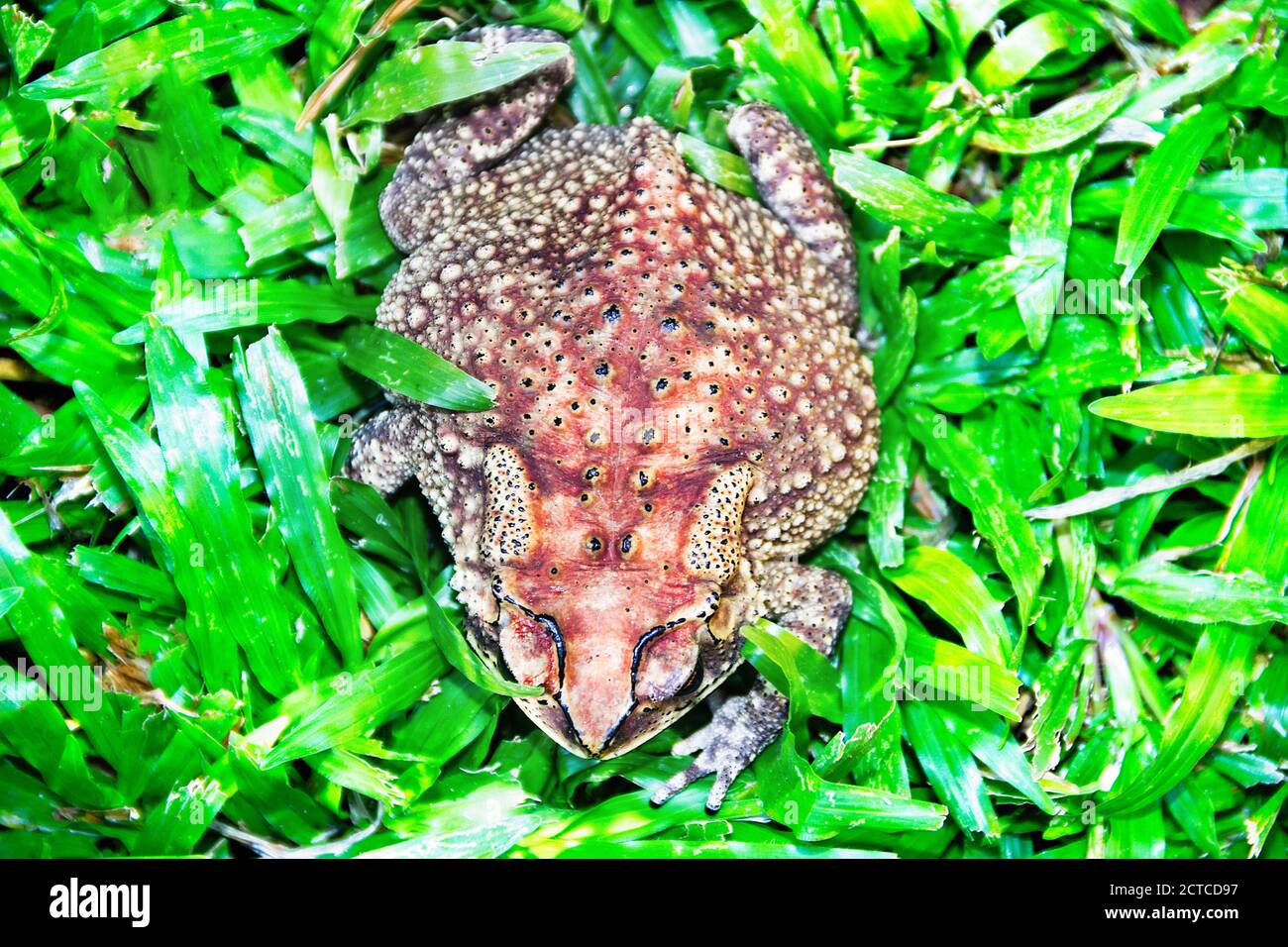 Ferguson's toad (Bufo fergusonii) in past Schneider's (dwarf) toad ...