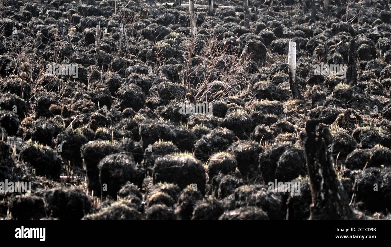 Sedge hummocks hi-res stock photography and images - Alamy