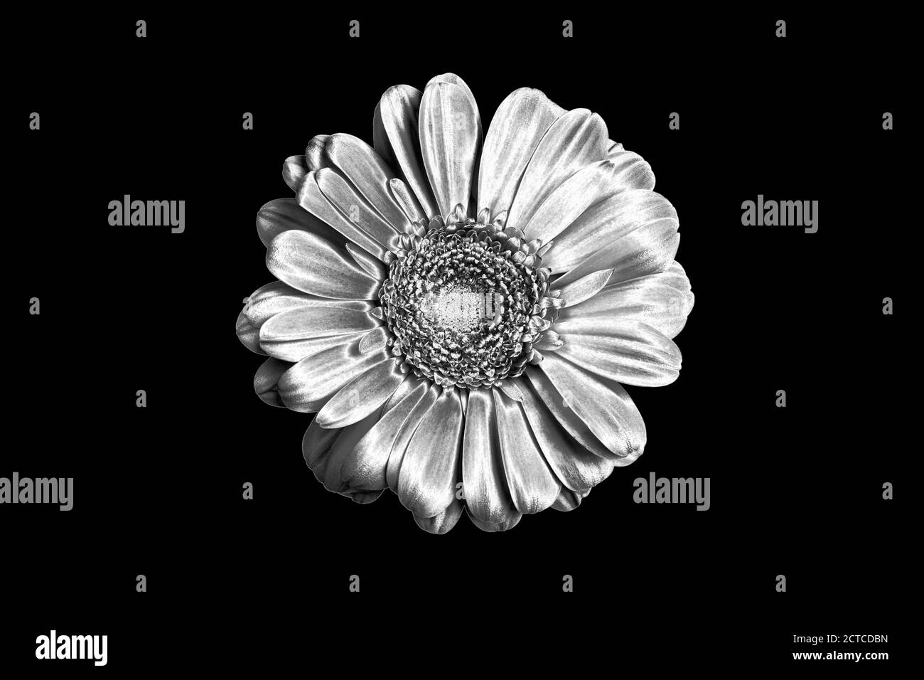 Silver leaf daisy hi-res stock photography and images - Alamy