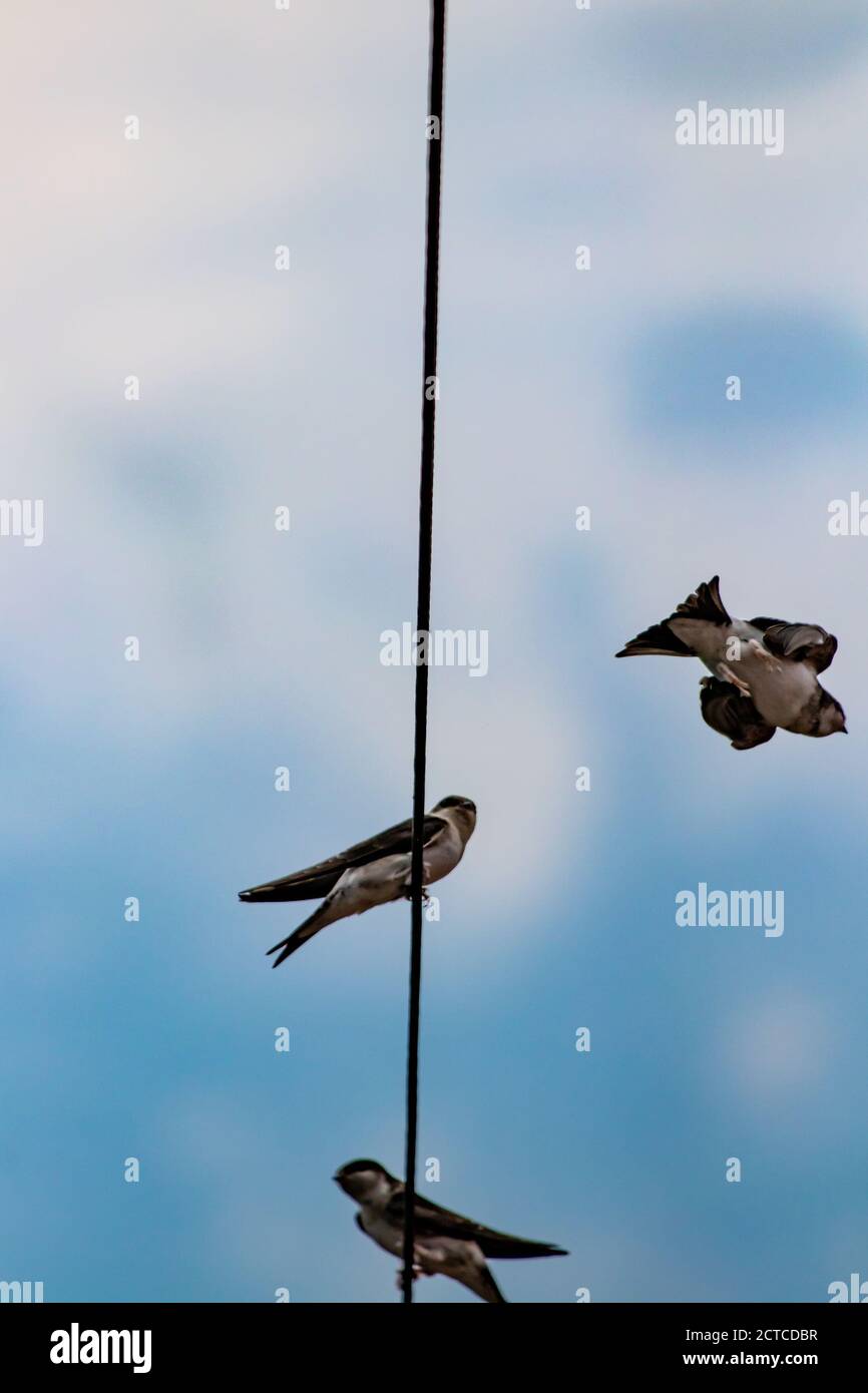 Barn swallow flying through sky Stock Photo - Alamy