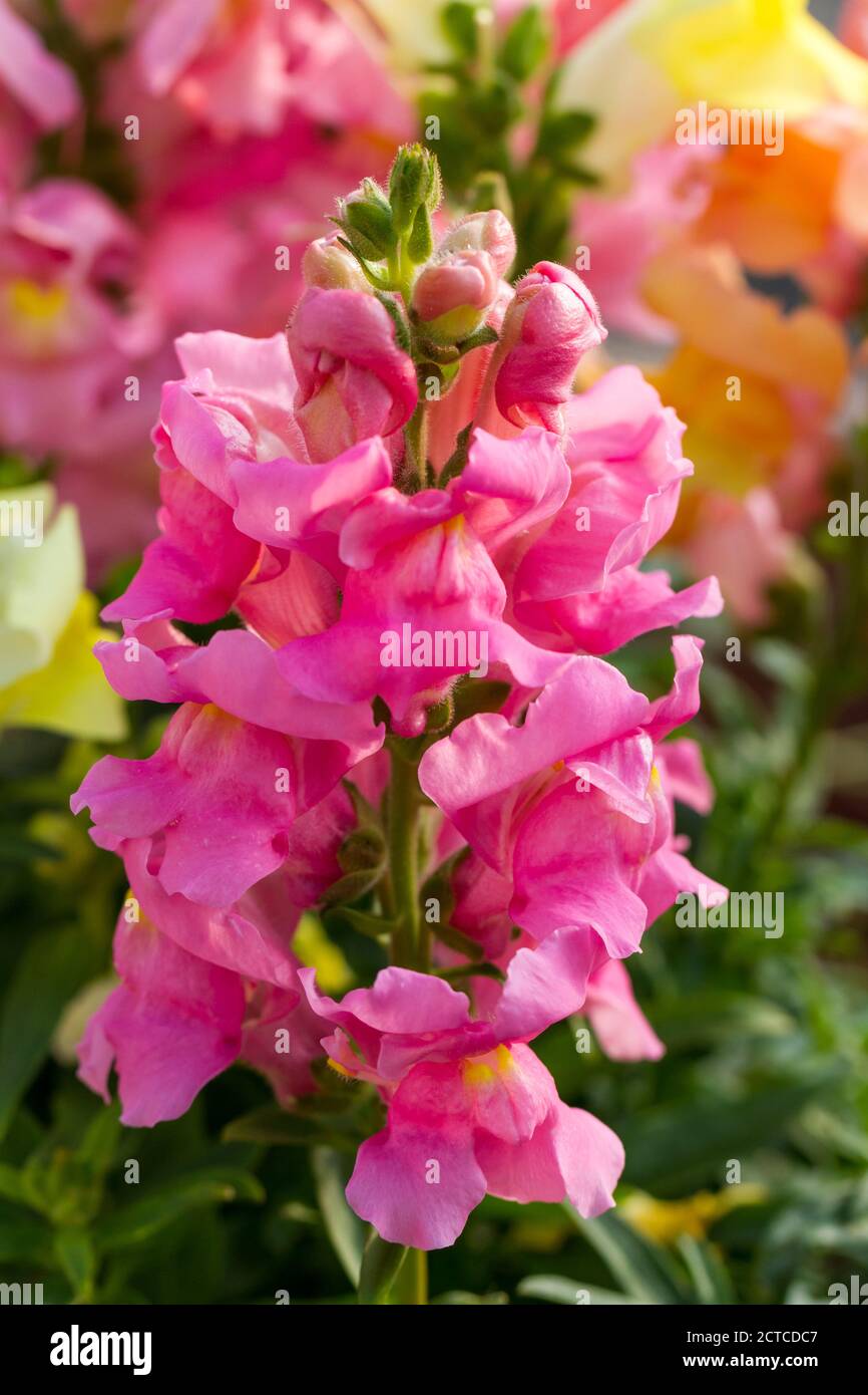Antirrhinum majus, pink snapdragon flowers closeup, UK Stock Photo - Alamy
