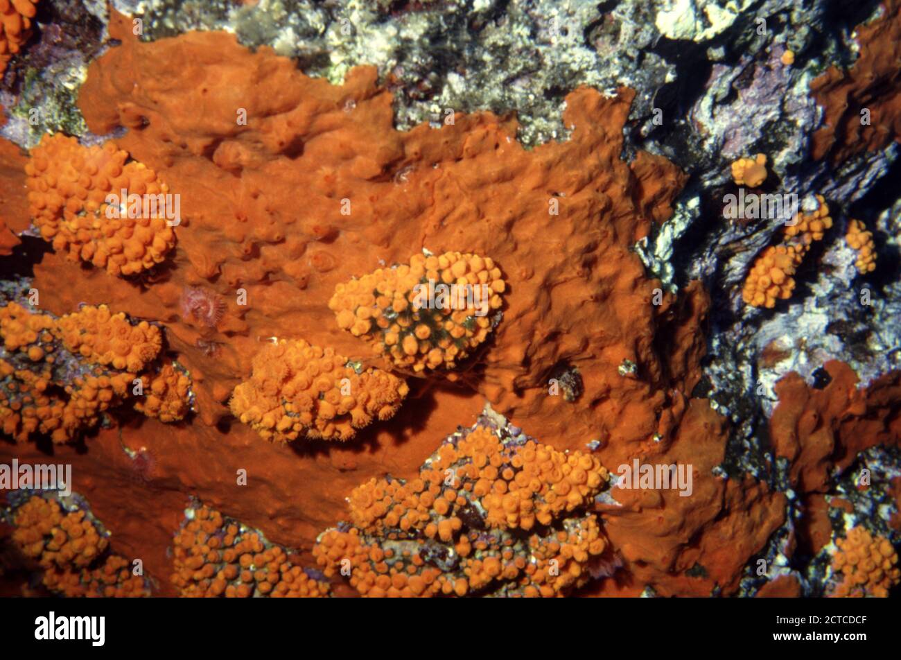 Mediterranean stony cup coral, Astroides calycularis, growth on orange ...