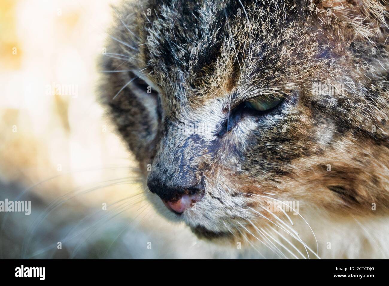 Wild stray cat in village. A very wayward and cunning cat walks around ...