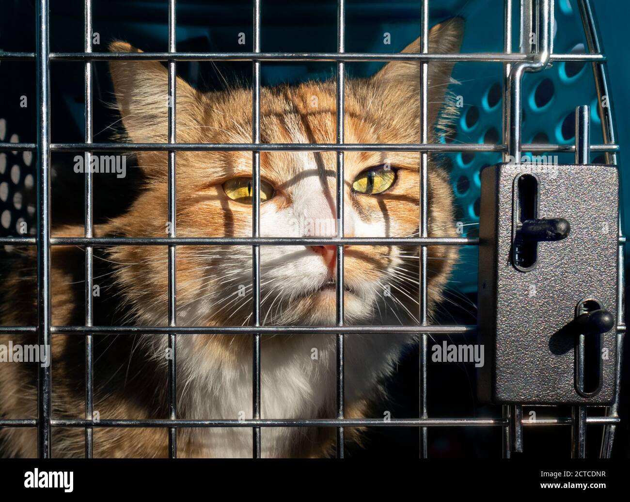 Sad Cats In Shelters