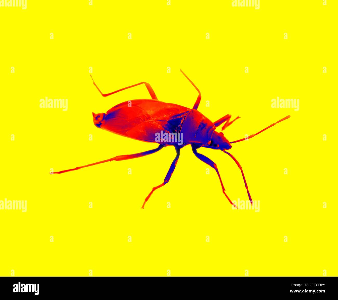 Bug in scientific high-tech thermal imager on black background isolated ...