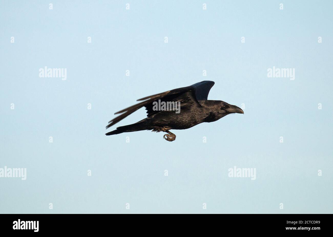 The flying raven is illuminated by the sun Stock Photo - Alamy