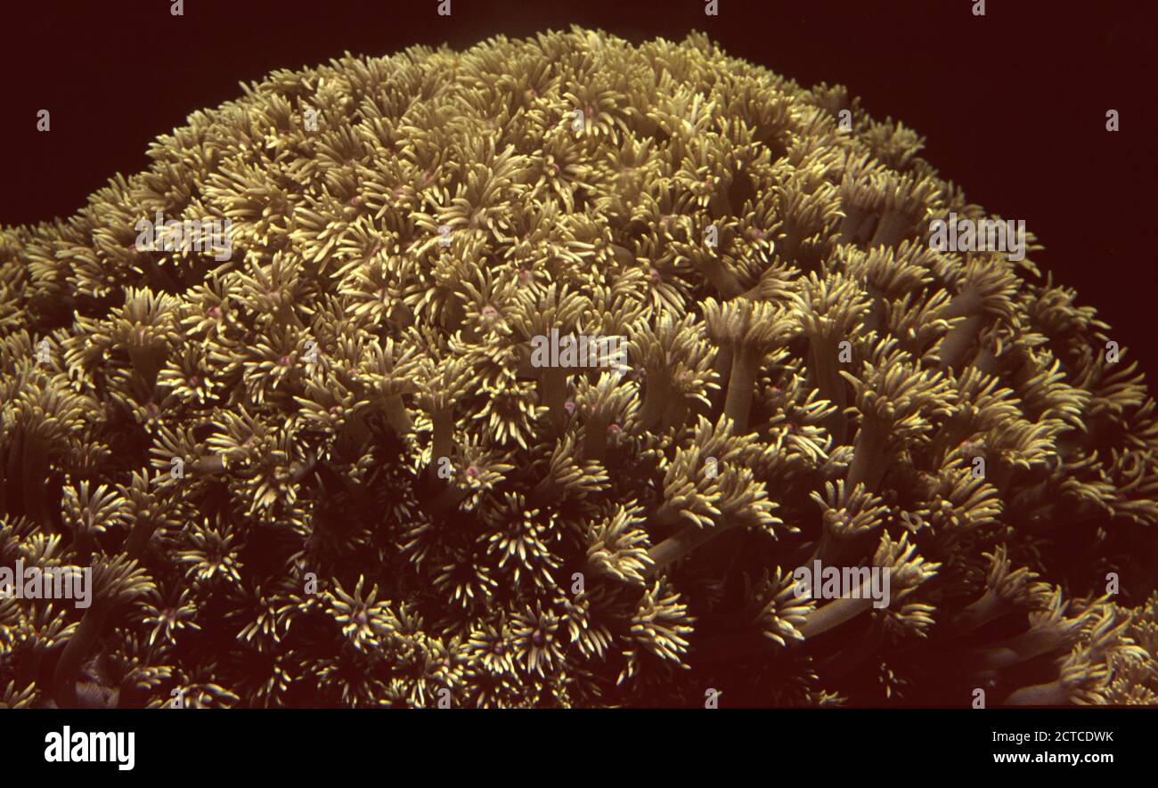 Goniopora species hi-res stock photography and images - Alamy