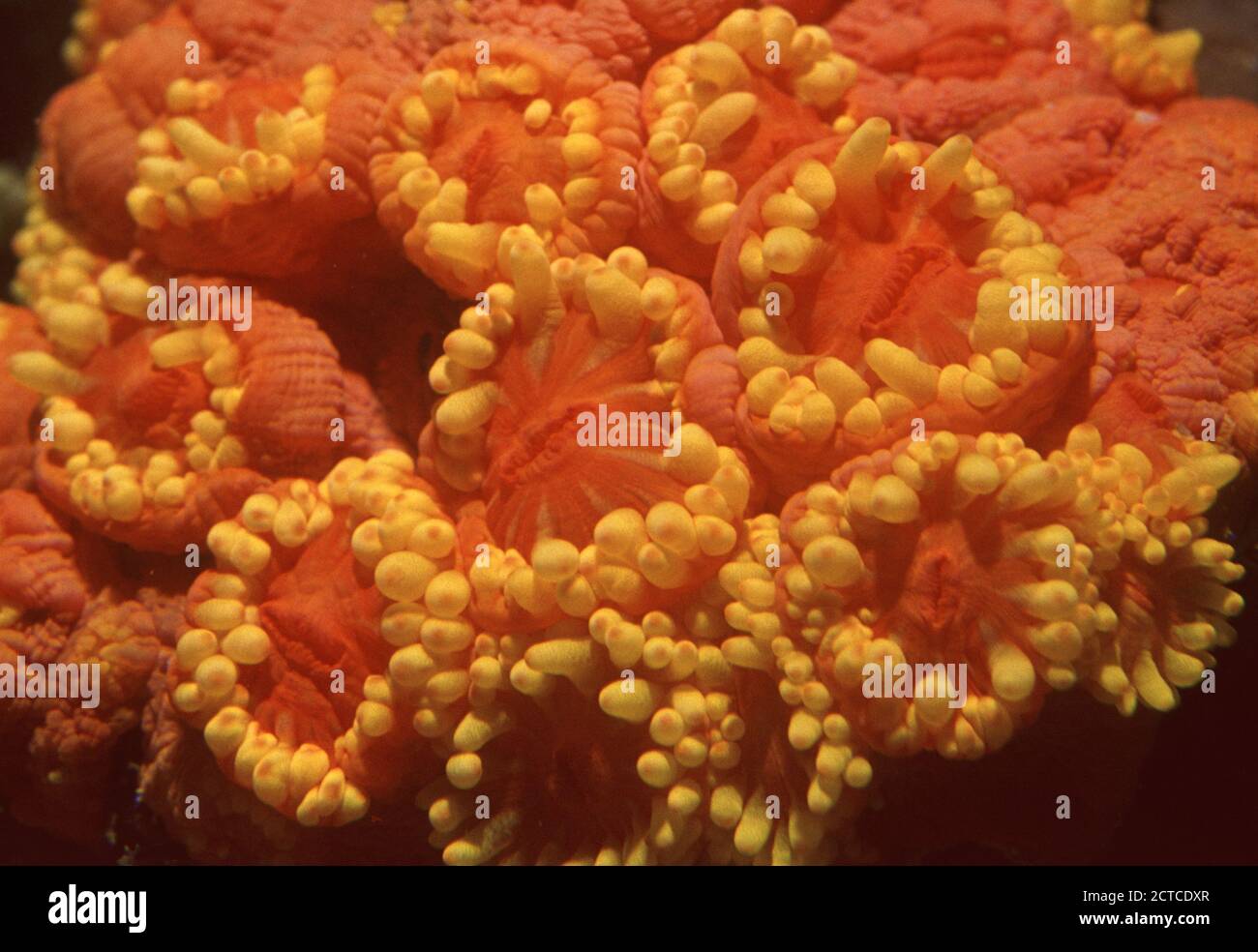 Sun coral, Tubastrea sp Stock Photo - Alamy