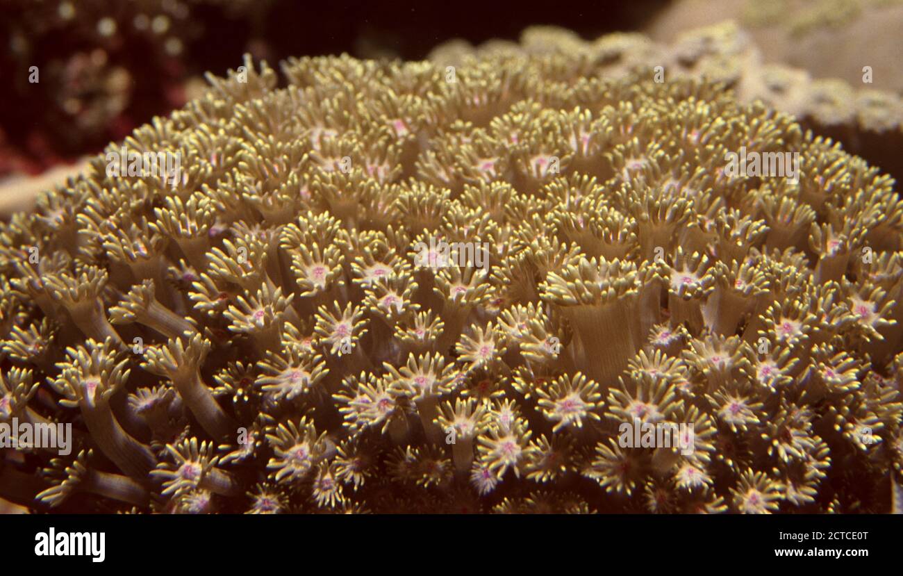 Goniopora species hi-res stock photography and images - Alamy