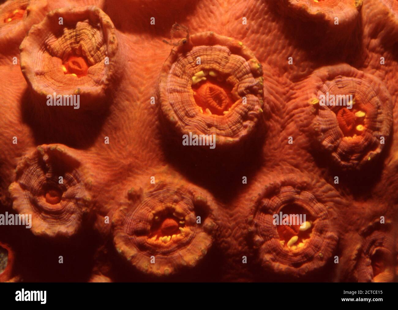 Sun coral, Tubastrea sp Stock Photo - Alamy