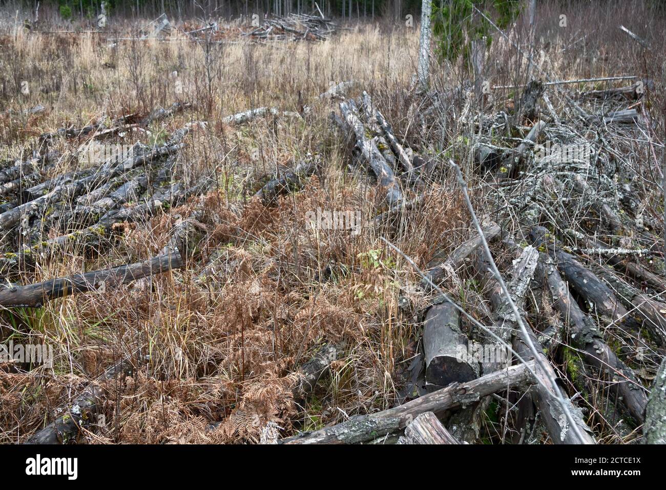 Boreal mixed forests. Primitive forestry. The remains of the forest ...