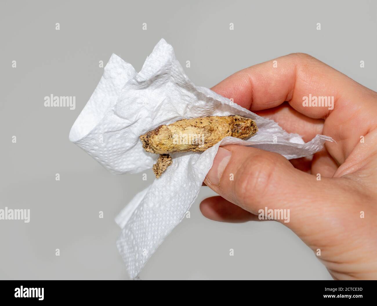Hand holding cat poop in a paper towel. Cat stool sample from a cat ...