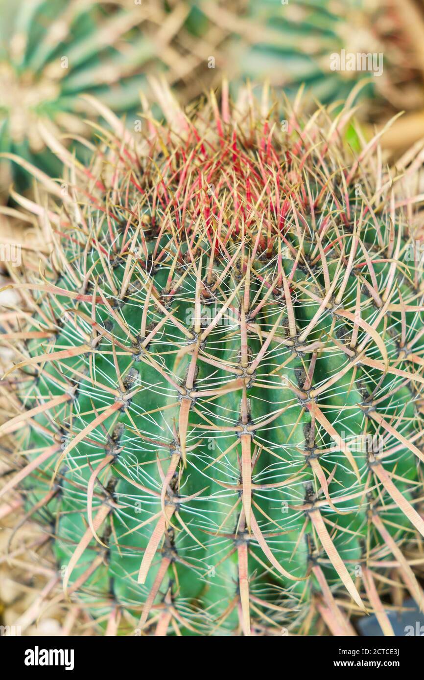 close up of ball shaped cactus with sharp thorns. Natural background ...