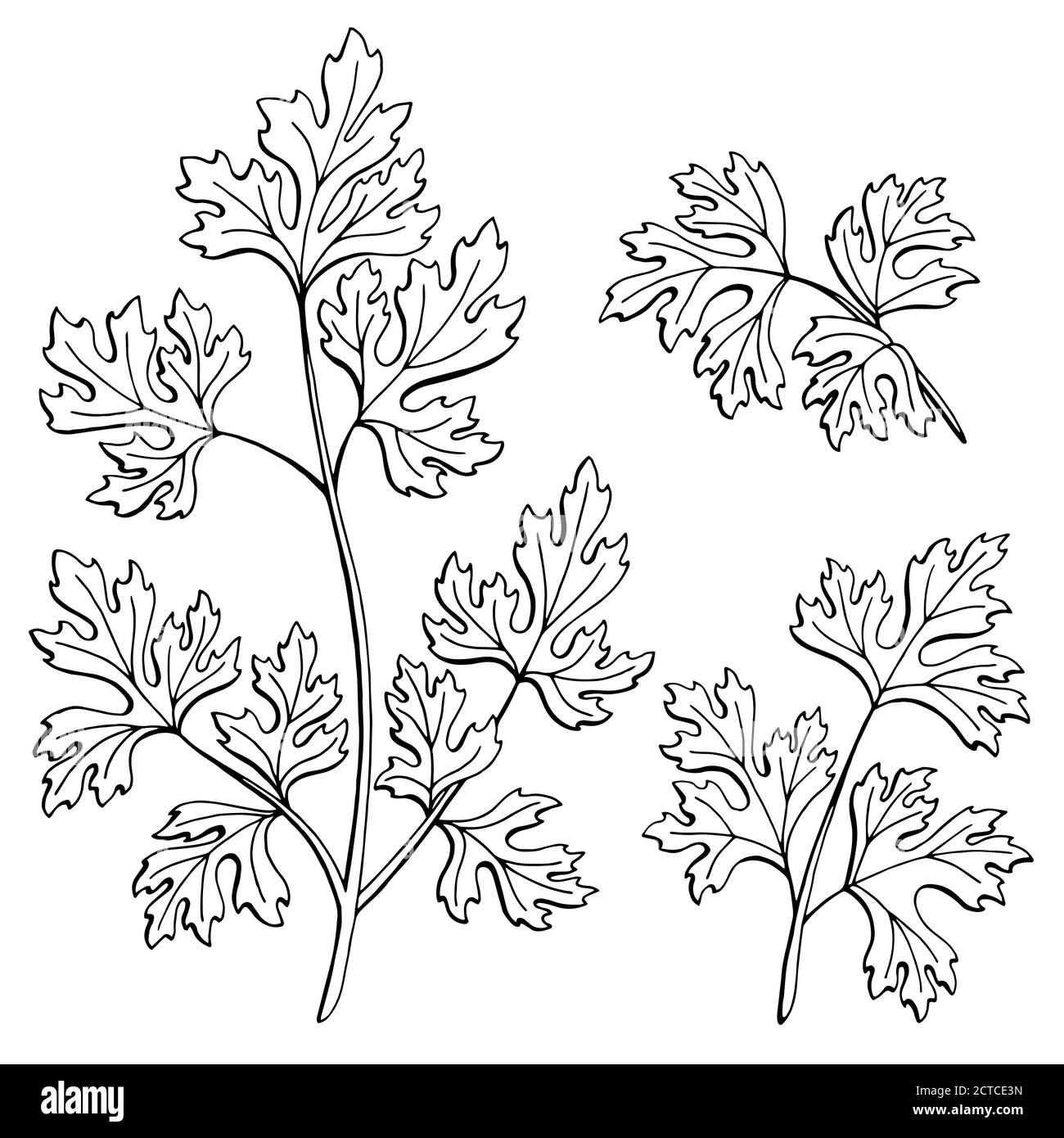 Parsley graphic black white isolated sketch illustration vector Stock ...
