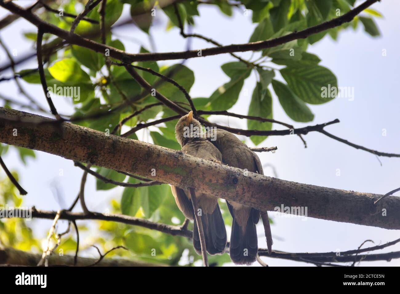 Mating interactions, pair-bonding: mutual cleaning of the plumage (preening). Ceylon Rufous ...