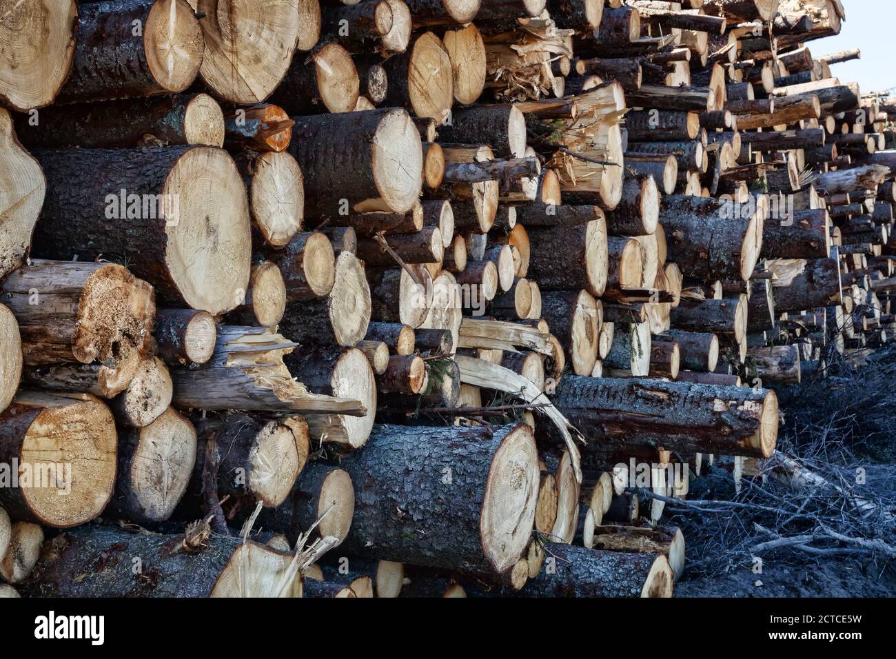 North Forestry. Timber cutting, continuous cutting. Stack of spruce ...