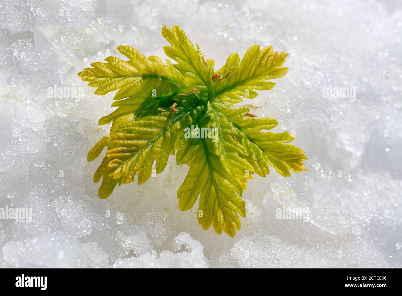 Flower or young green leaf appeared in cold snow. World of wonder ...