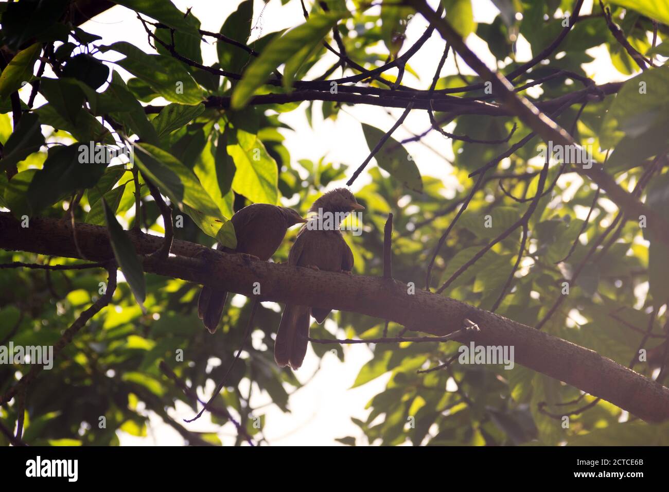 Mating interactions, pair-bonding: mutual cleaning of the plumage ...