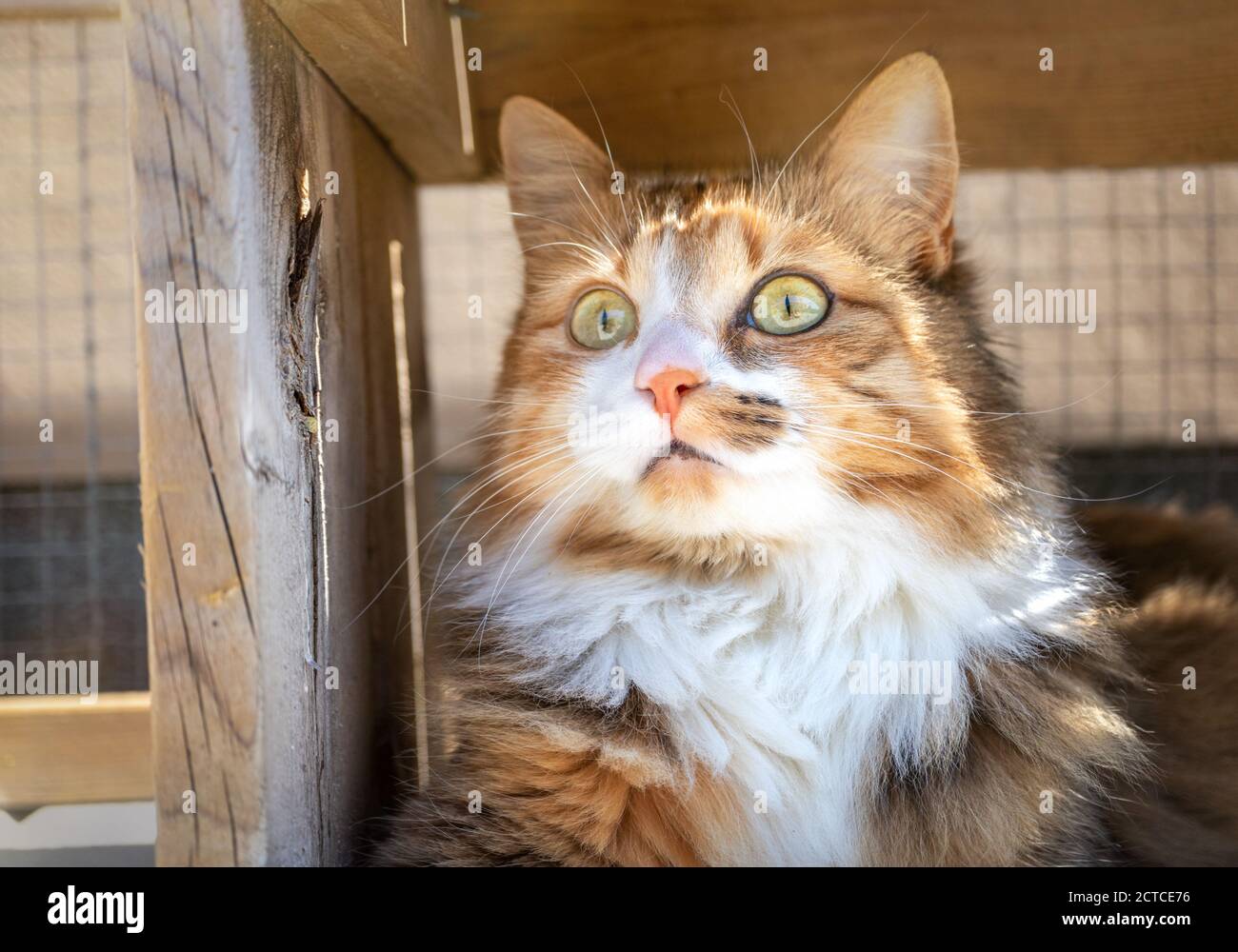 Observant animal High Resolution Stock Photography and Images - Alamy