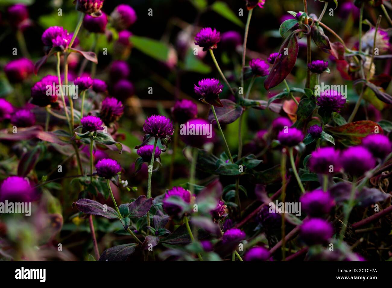 Google flowers hi-res stock photography and images - Alamy