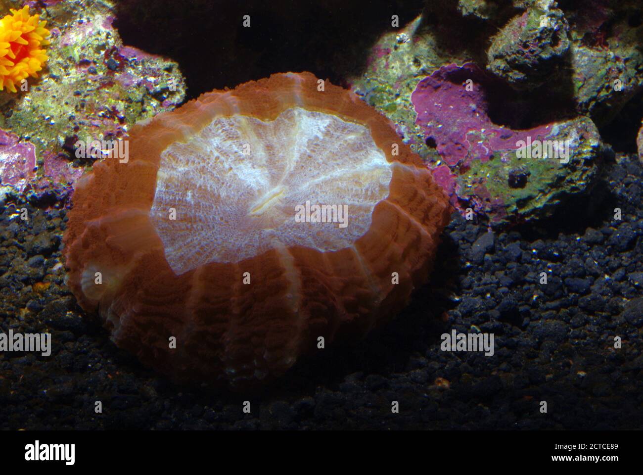Button or scoly coral, Scolymia sp Stock Photo - Alamy