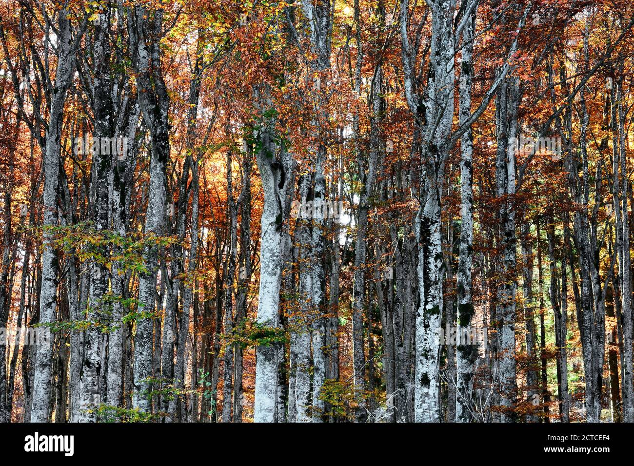 the colors of autumn Stock Photo - Alamy