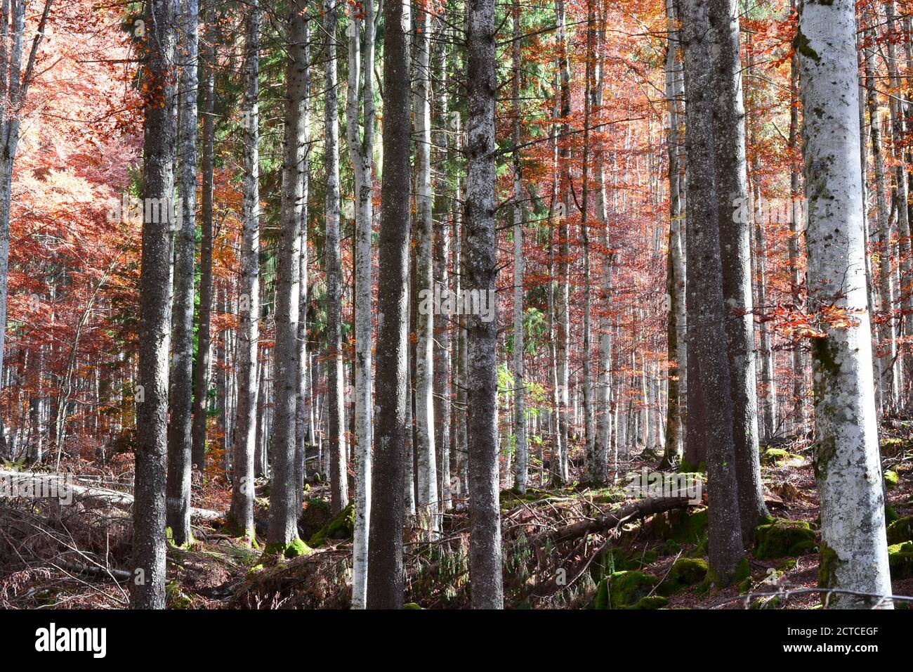 the colors of autumn Stock Photo - Alamy