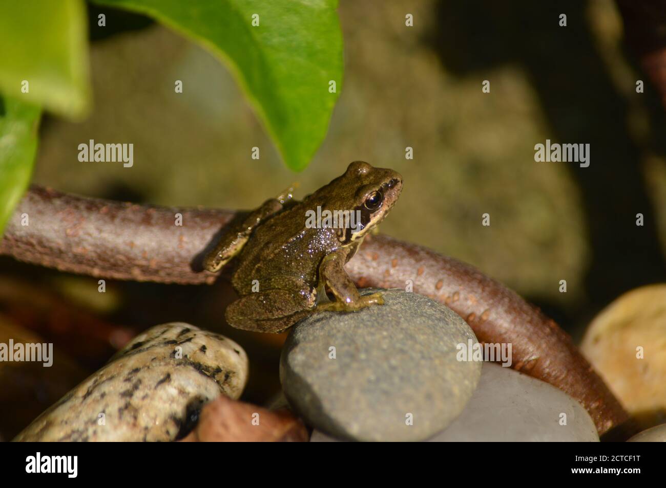A common frog (Rana Temporaria) basking on pebbles under a jasmine ...