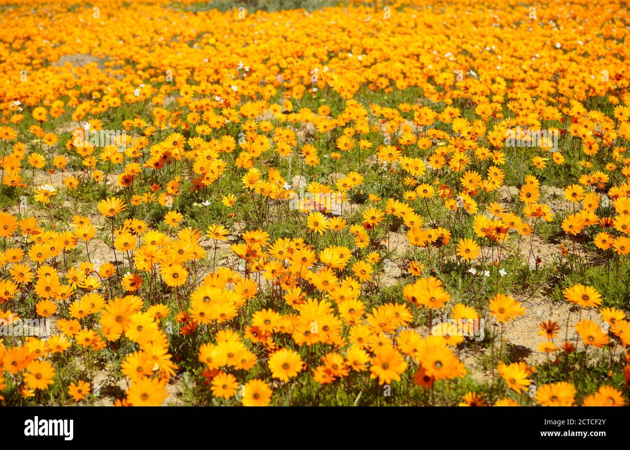 Field of bright yellow flowers Stock Photo - Alamy