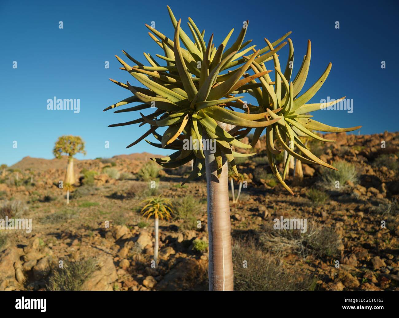 Quiver tree or Kokerboom in South Africa Stock Photo - Alamy