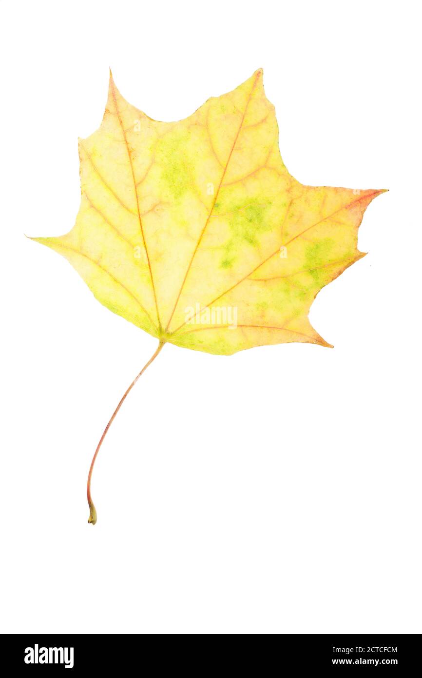 yellow autumn leaf isolated on white background Stock Photo - Alamy