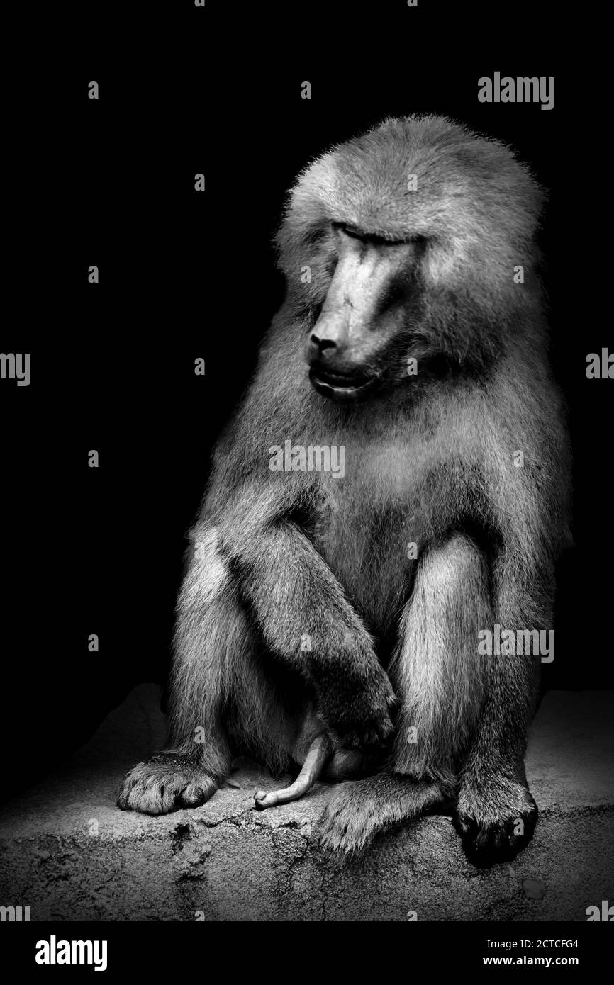 Grayscale shot of an adorable monkey Stock Photo - Alamy