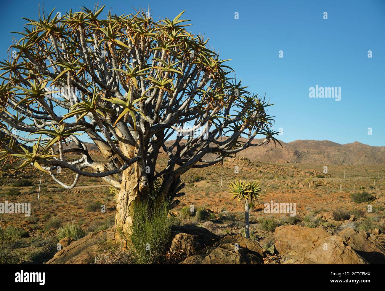 Quiver tree or Kokerboom in South Africa Stock Photo - Alamy