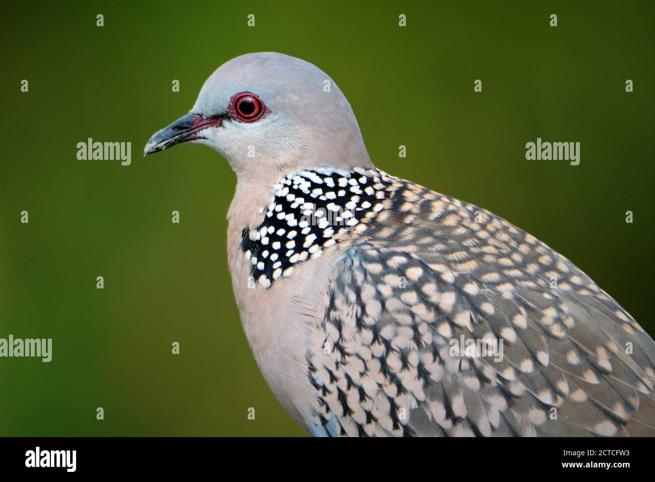 Spotted dove closeup side view Stock Photo - Alamy
