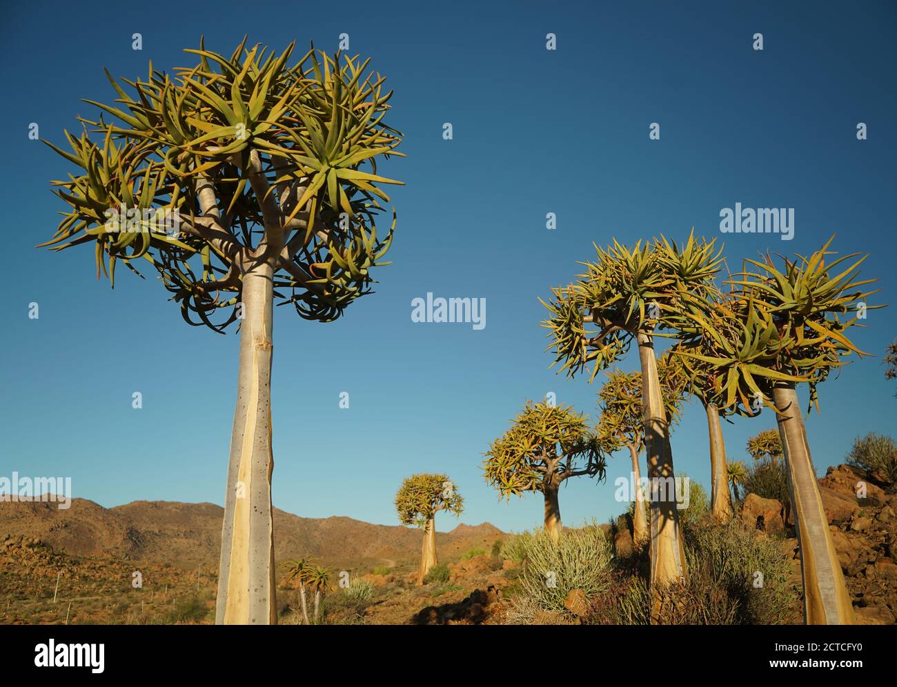Quiver tree or Kokerboom in South Africa Stock Photo - Alamy