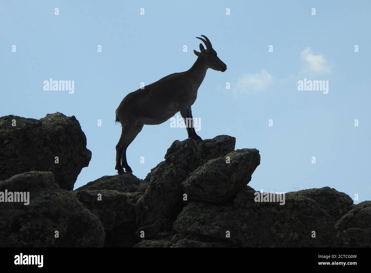 Wild deer on the rocky cliffs Stock Photo - Alamy